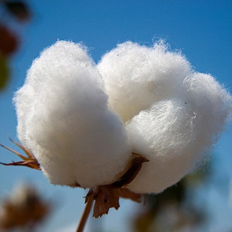 CUIDADOS DE LA ROPA DE ALGODÓN - Castelog